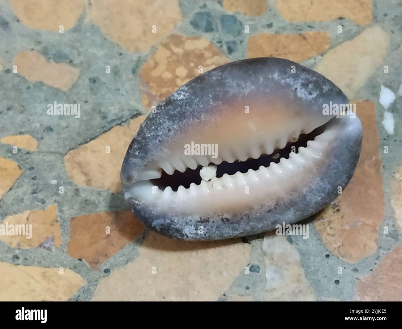 Snakehead Cowrie (Monetaria caputserpentis Stock Photo - Alamy