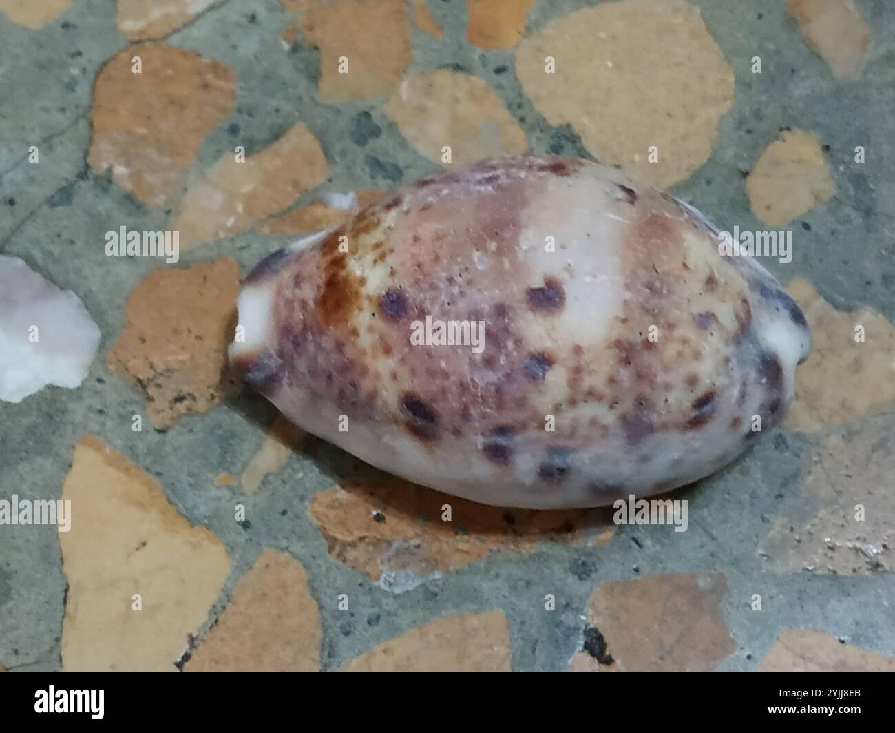 Lynx Cowry (Lyncina lynx Stock Photo - Alamy