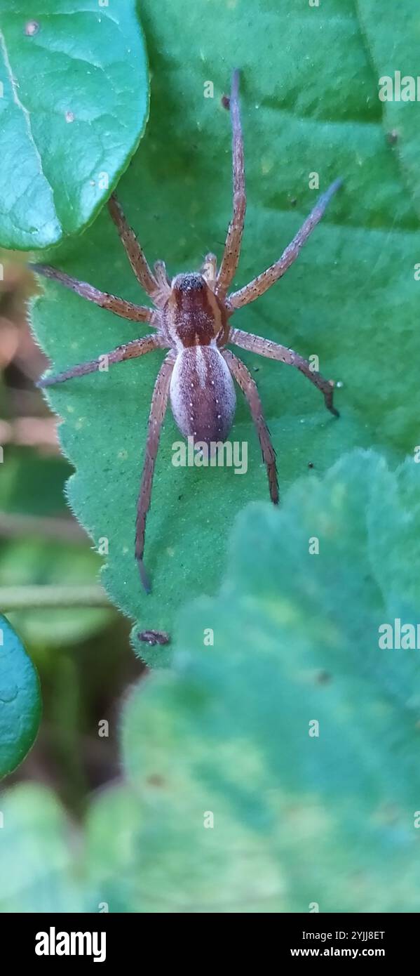 Fishing Spiders (Dolomedes Stock Photo - Alamy