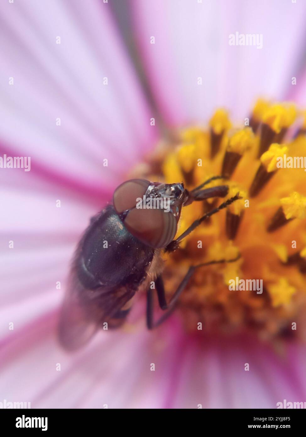 Stomorhina lunata hi-res stock photography and images - Alamy