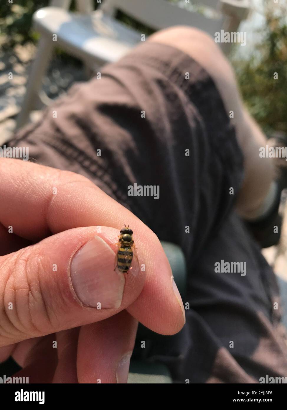 Long-tailed Aphideater Complex (Eupeodes americanus Stock Photo - Alamy