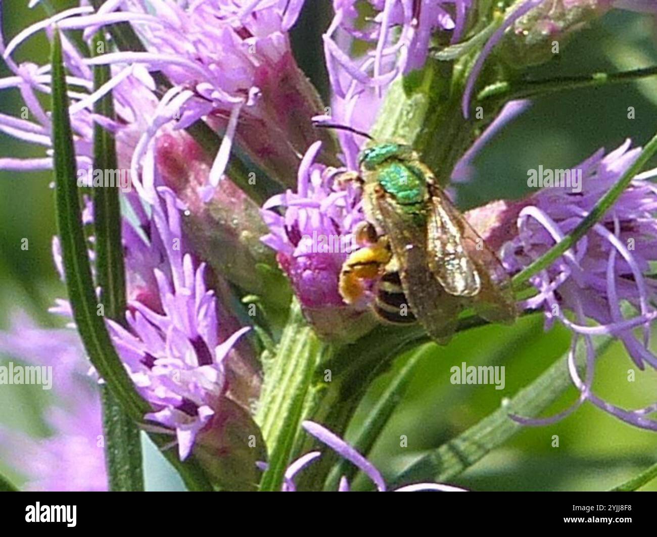 Bicolored agapostemon sweat bee hi-res stock photography and images - Alamy