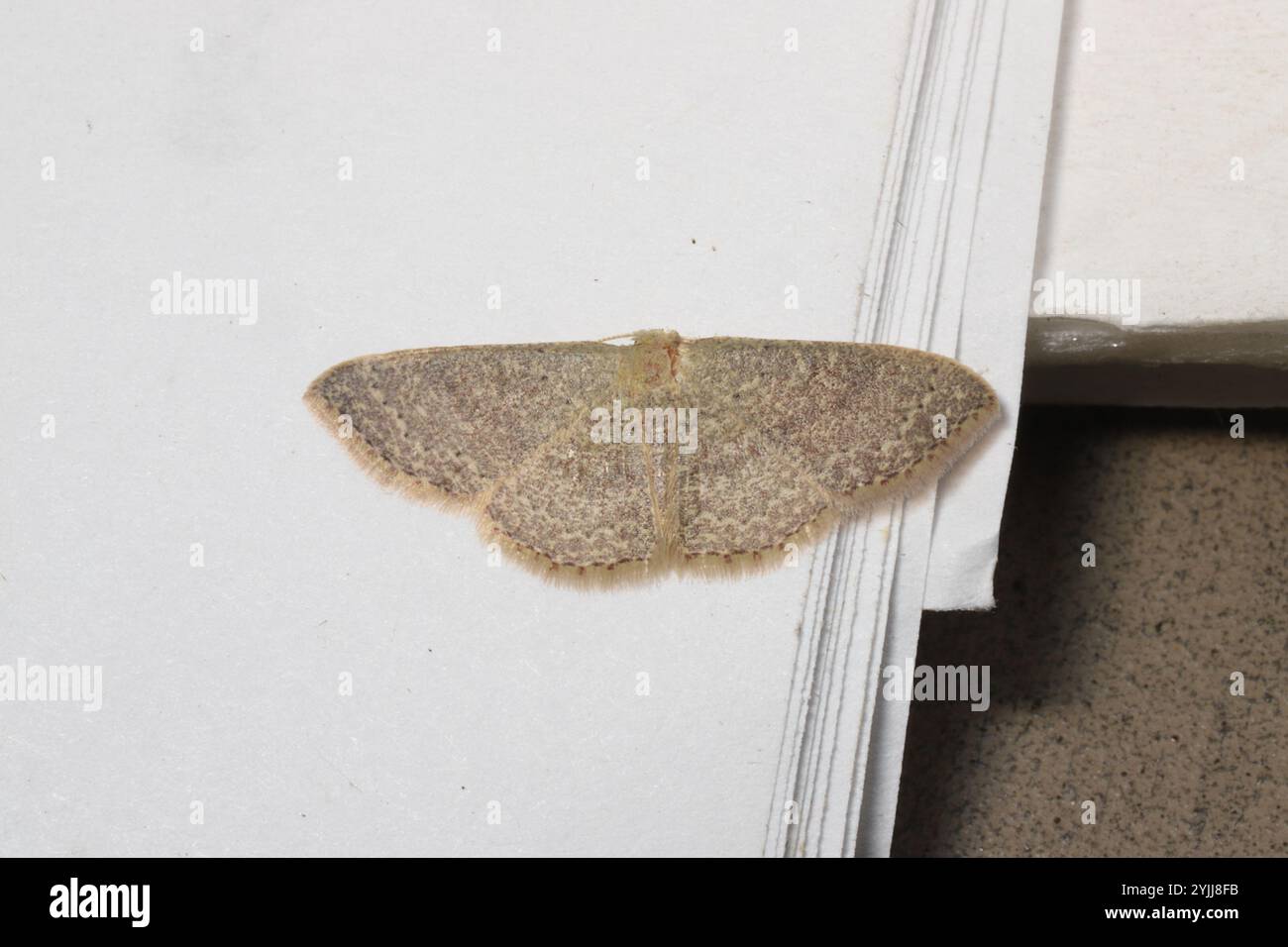 Common Tan Wave (Pleuroprucha insulsaria Stock Photo - Alamy