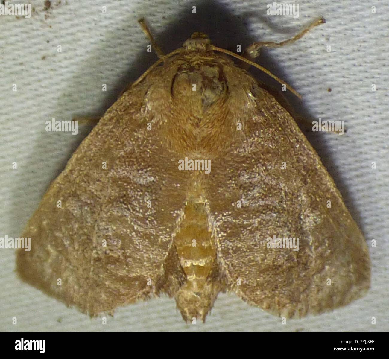 Crowned Slug Moth (Isa textula Stock Photo - Alamy