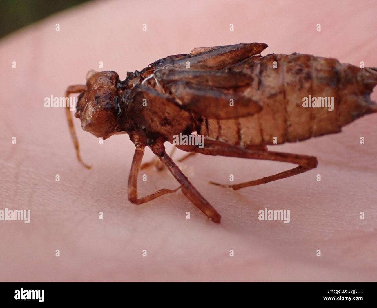 Spiny Baskettail (Epitheca spinigera Stock Photo - Alamy