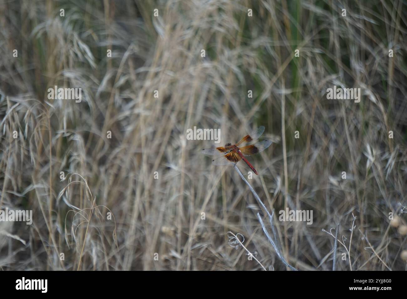 Band winged meadowhawk hi-res stock photography and images - Alamy