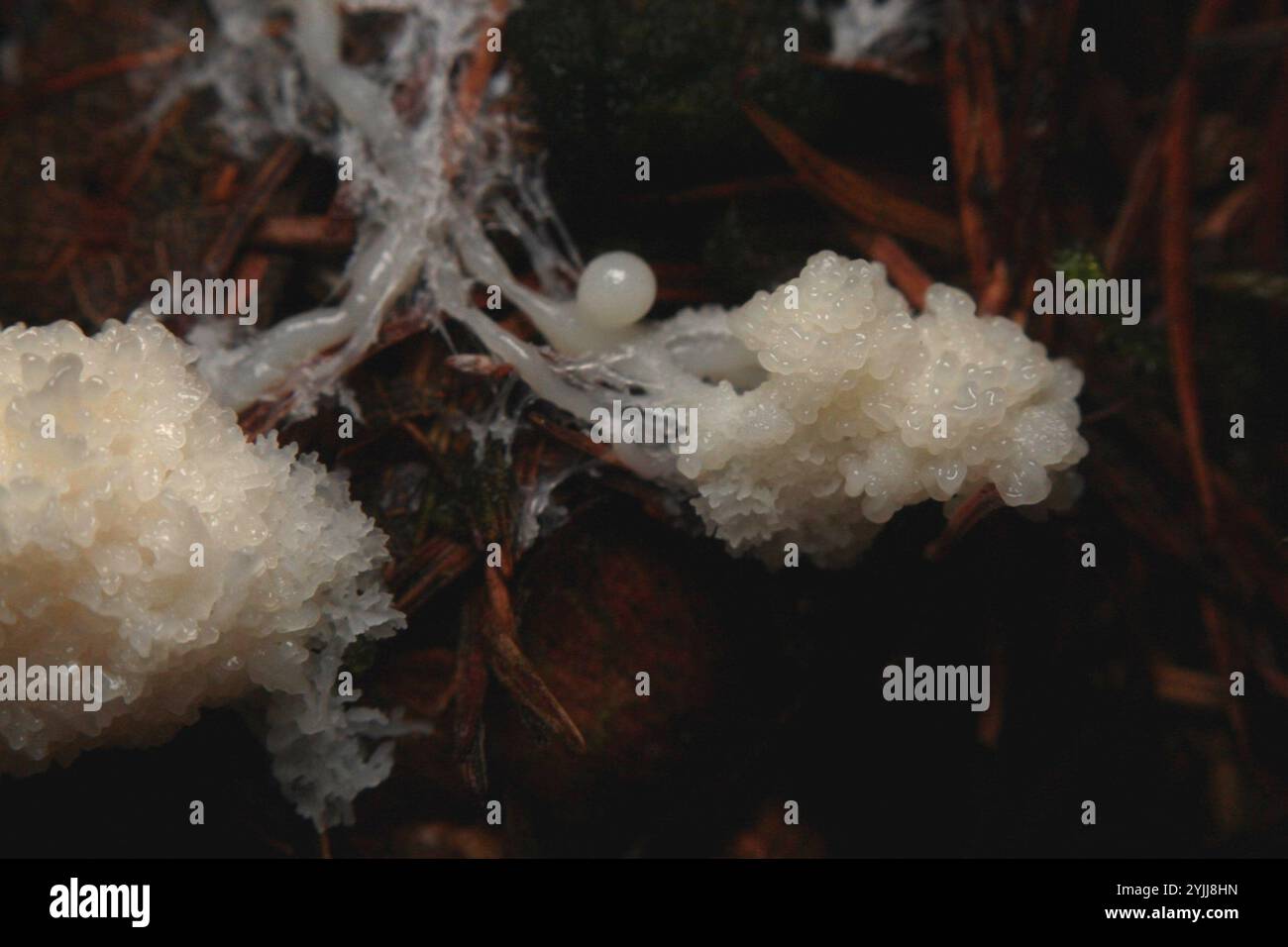 Dog Sick Slime Mould (Didymium spongiosum Stock Photo - Alamy
