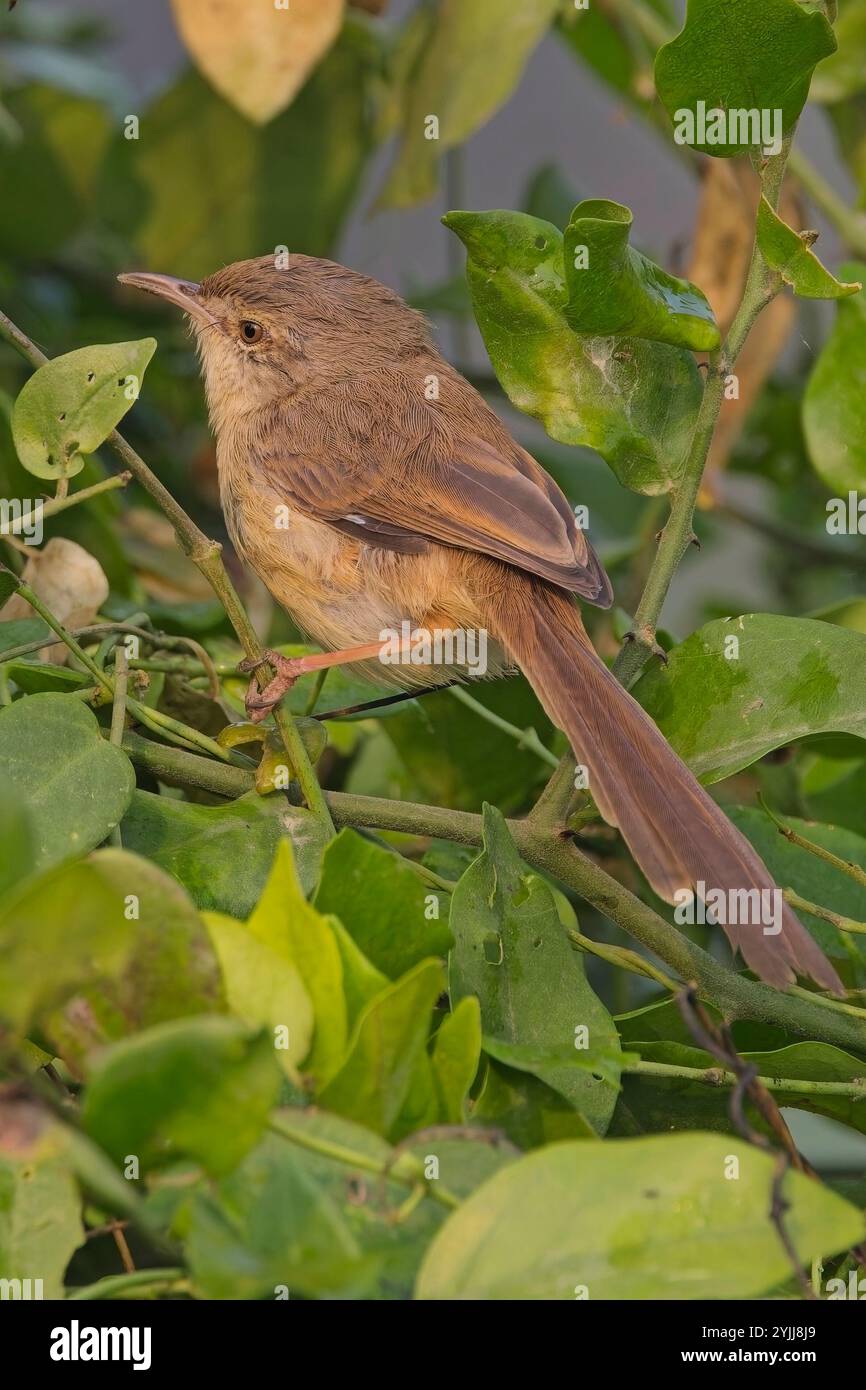 Plain Prinia, (Prinia inornata), perched in a bush, Bharatpur Bird ...