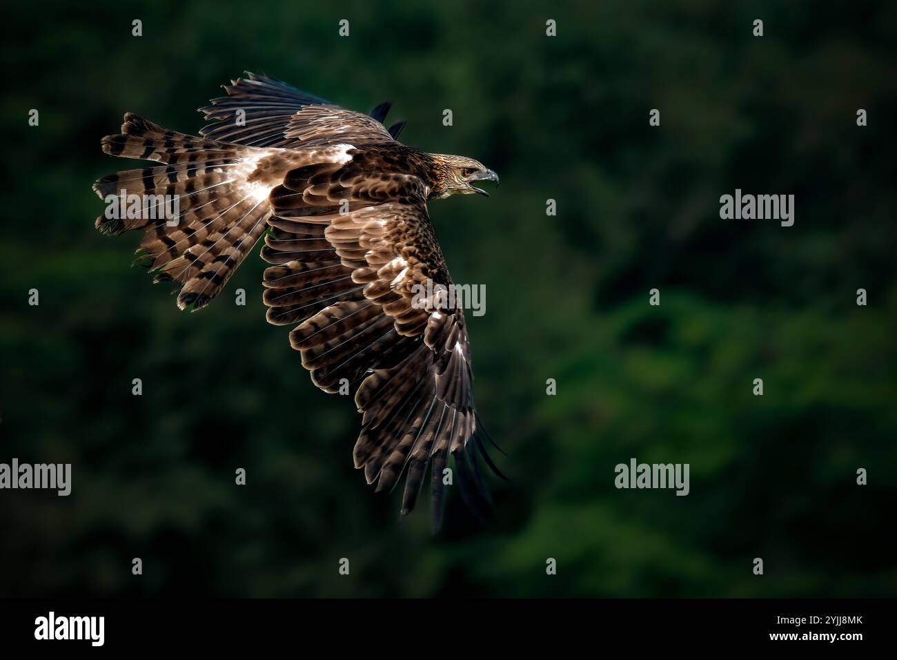 Changeable Hawk-Eagle or Nisaetus cirrhatus Stock Photo - Alamy