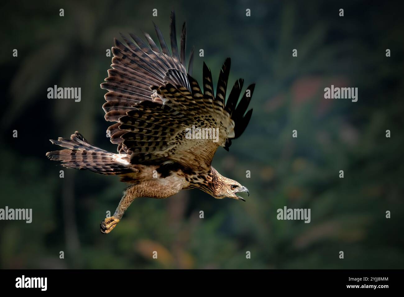 Changeable Hawk-Eagle or Nisaetus cirrhatus Stock Photo - Alamy