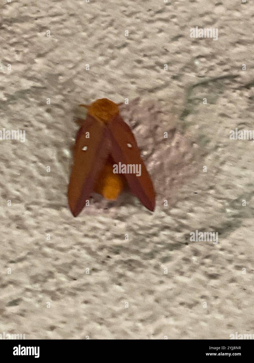 Pink striped oakworm moth hi-res stock photography and images - Alamy