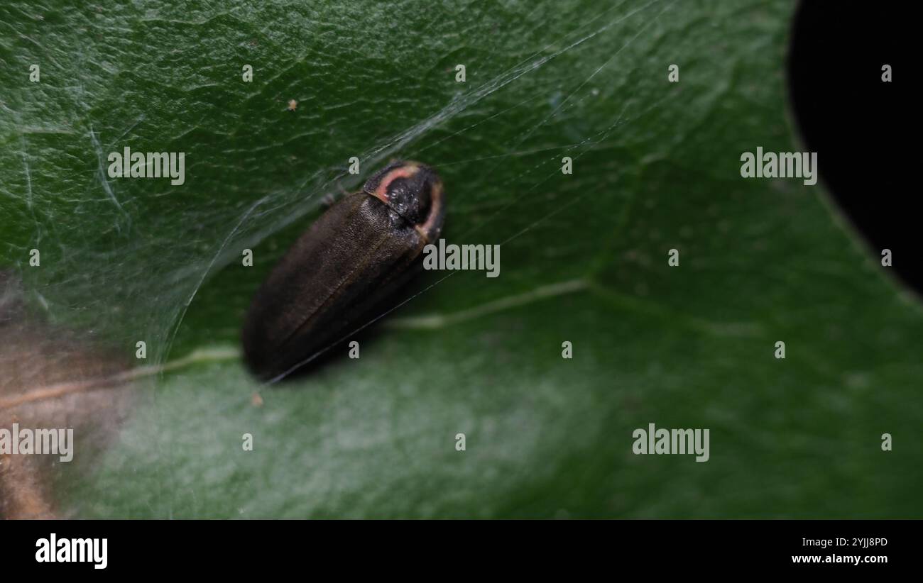 Winter Firefly (Ellychnia corrusca Stock Photo - Alamy