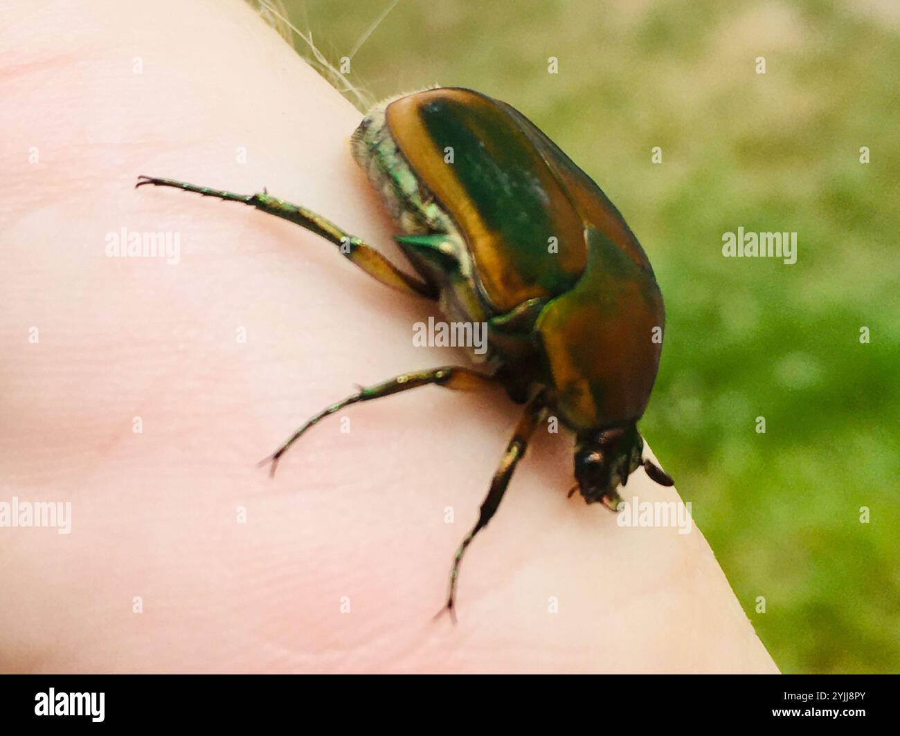Common Green June Beetle (Cotinis nitida Stock Photo - Alamy