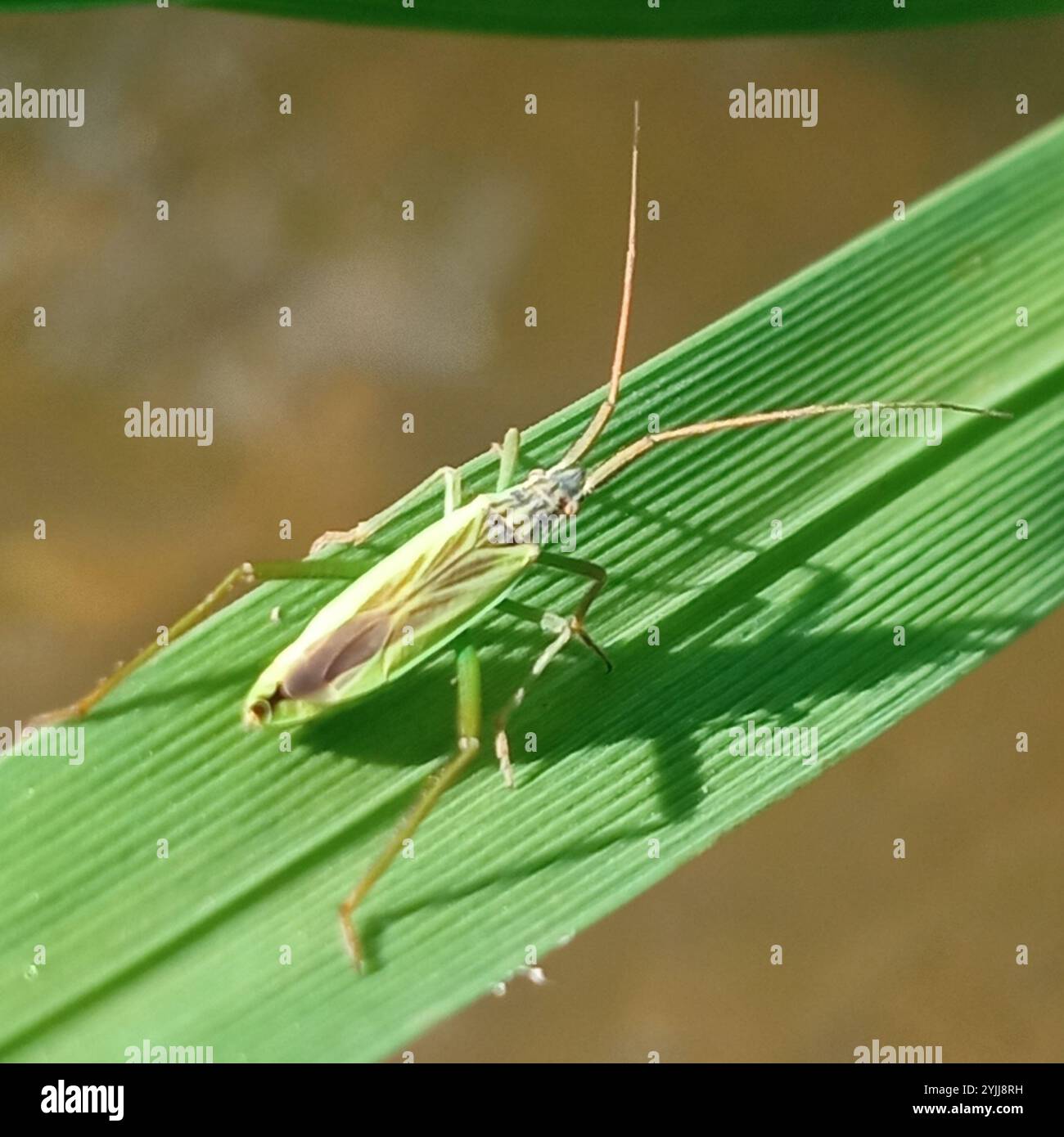 elongated grass bug (Notostira elongata Stock Photo - Alamy