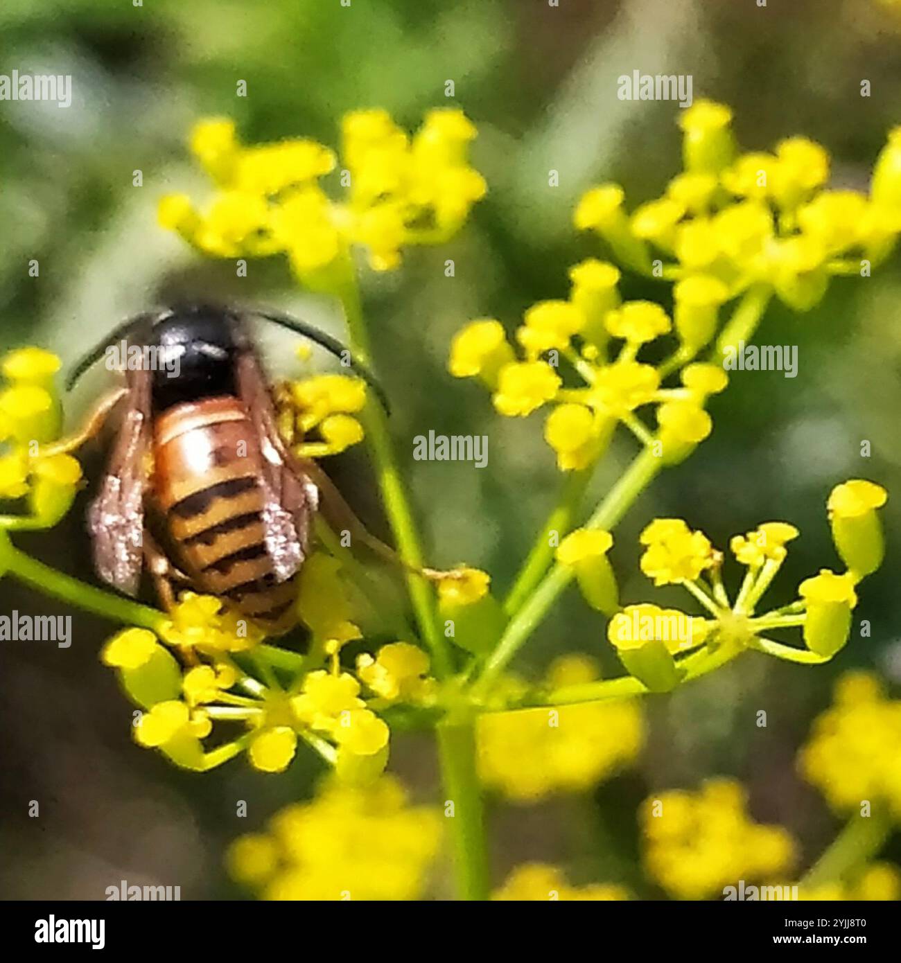 Red-banded Yellowjacket (Vespula rufa Stock Photo - Alamy