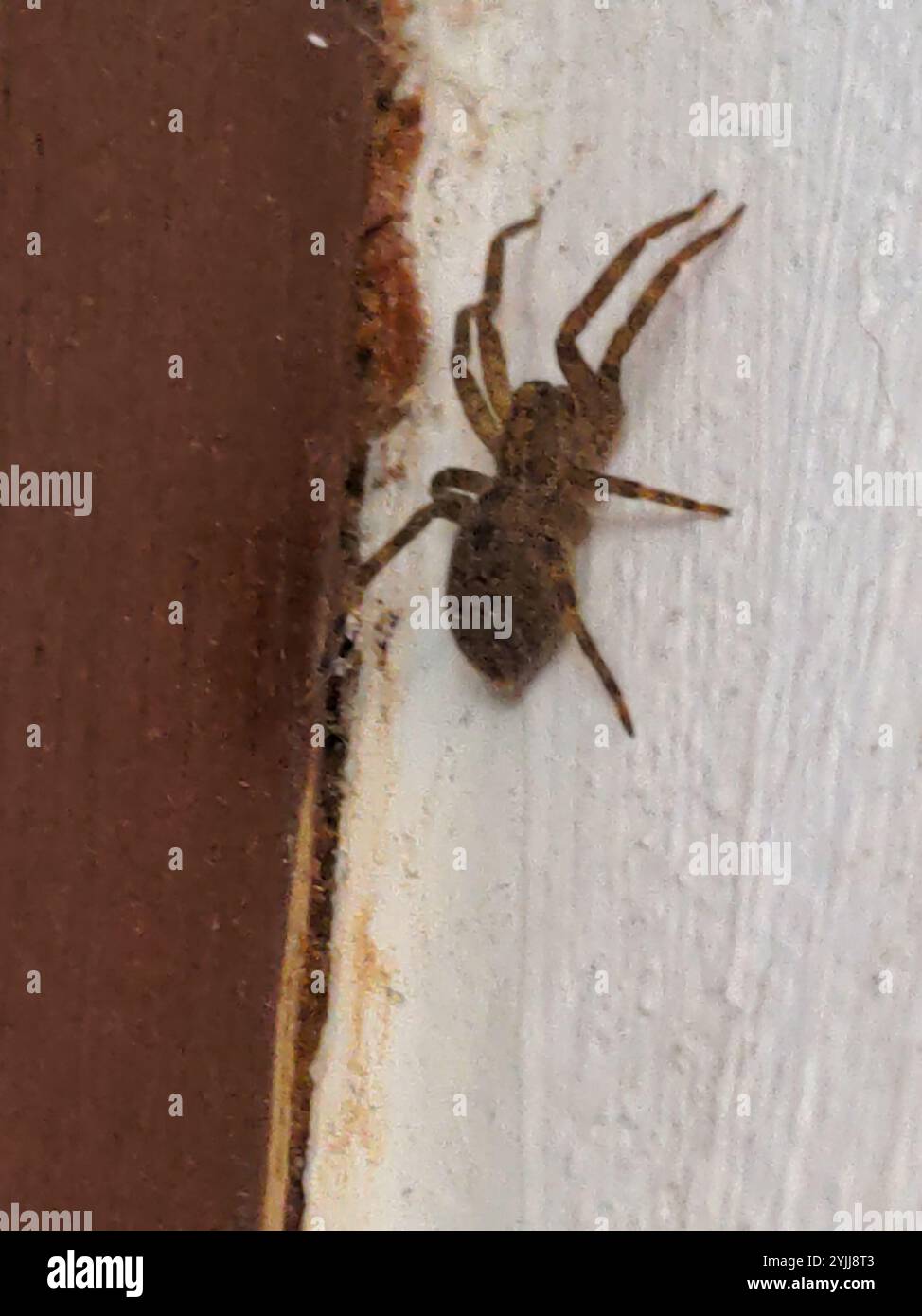 Mediterranean Spiny False Wolf Spider (Zoropsis spinimana Stock Photo ...