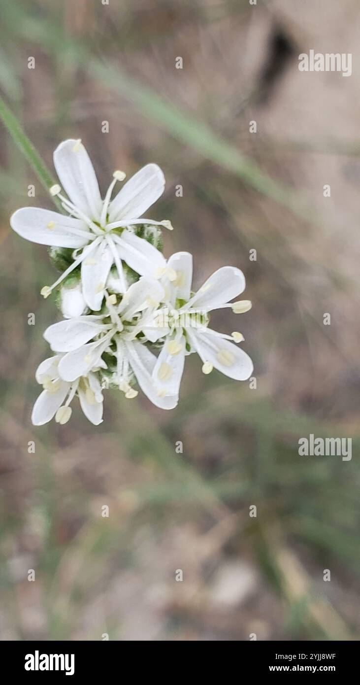 ballhead sandwort (Eremogone congesta Stock Photo - Alamy
