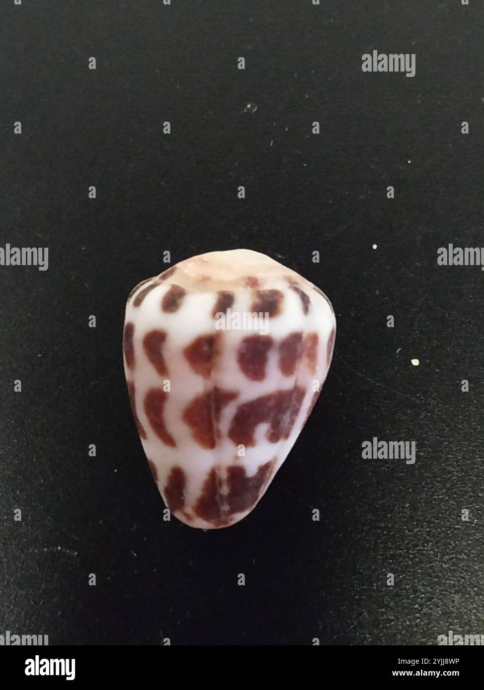 Black-and-white Cone Snail (Conus ebraeus Stock Photo - Alamy