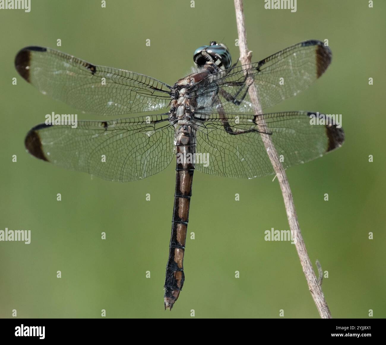 Great Blue Skimmer (Libellula vibrans Stock Photo - Alamy