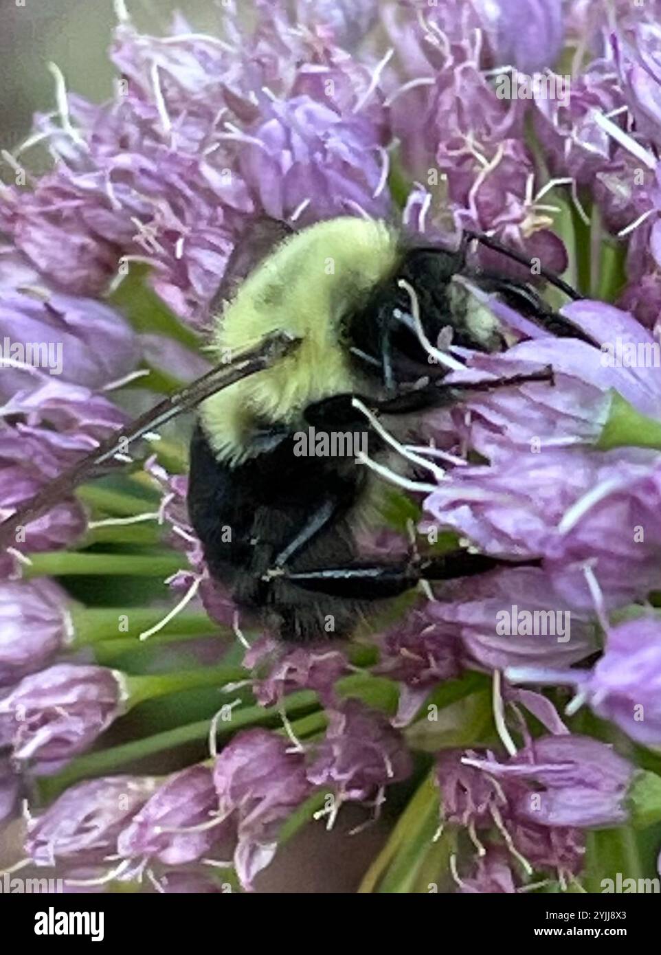 Common Eastern Bumble Bee (Bombus impatiens Stock Photo - Alamy