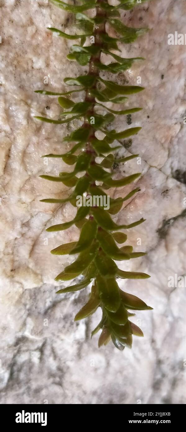 Canadian Waterweed (Elodea canadensis Stock Photo - Alamy