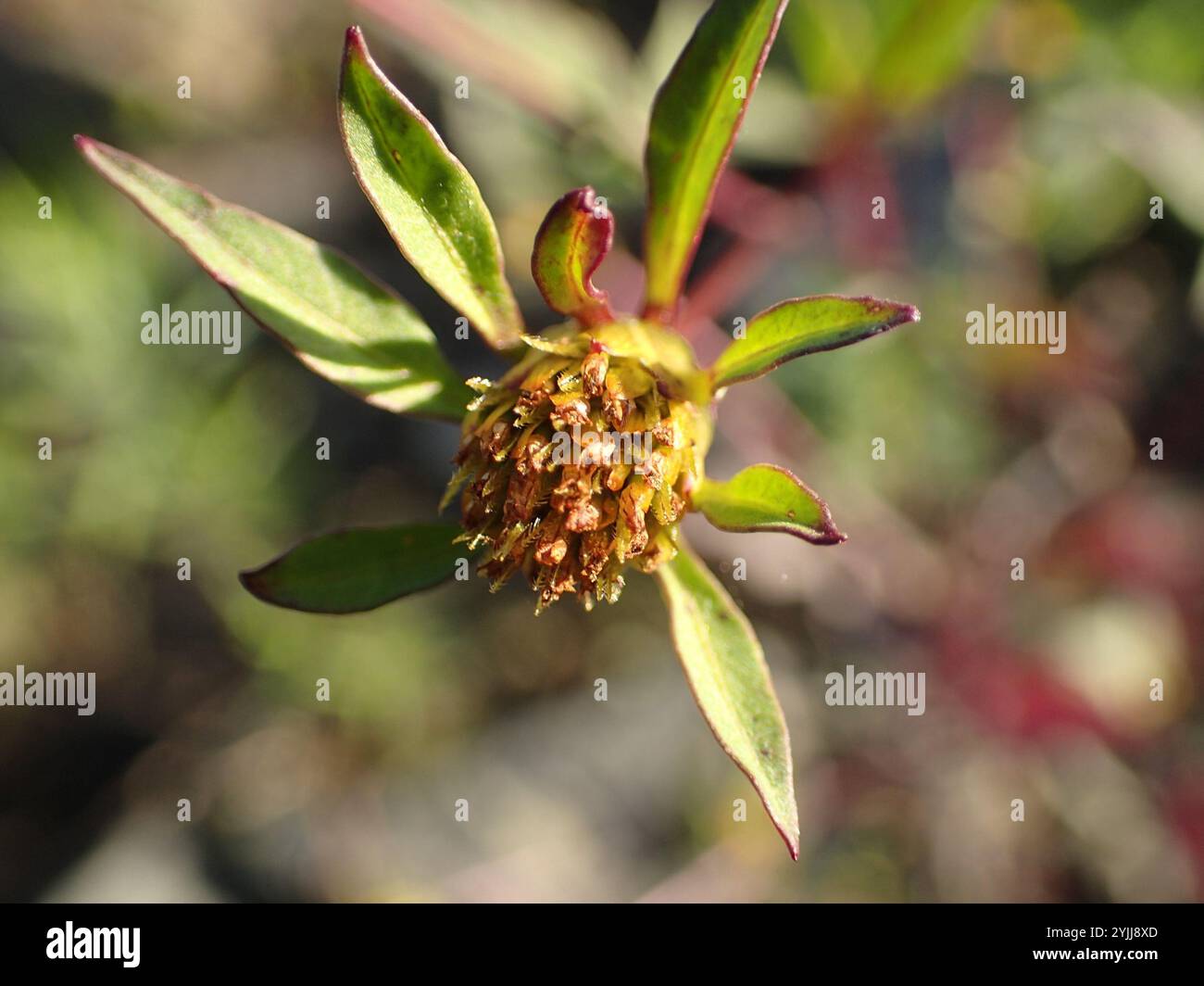 Devil's Beggarticks (Bidens frondosa Stock Photo - Alamy