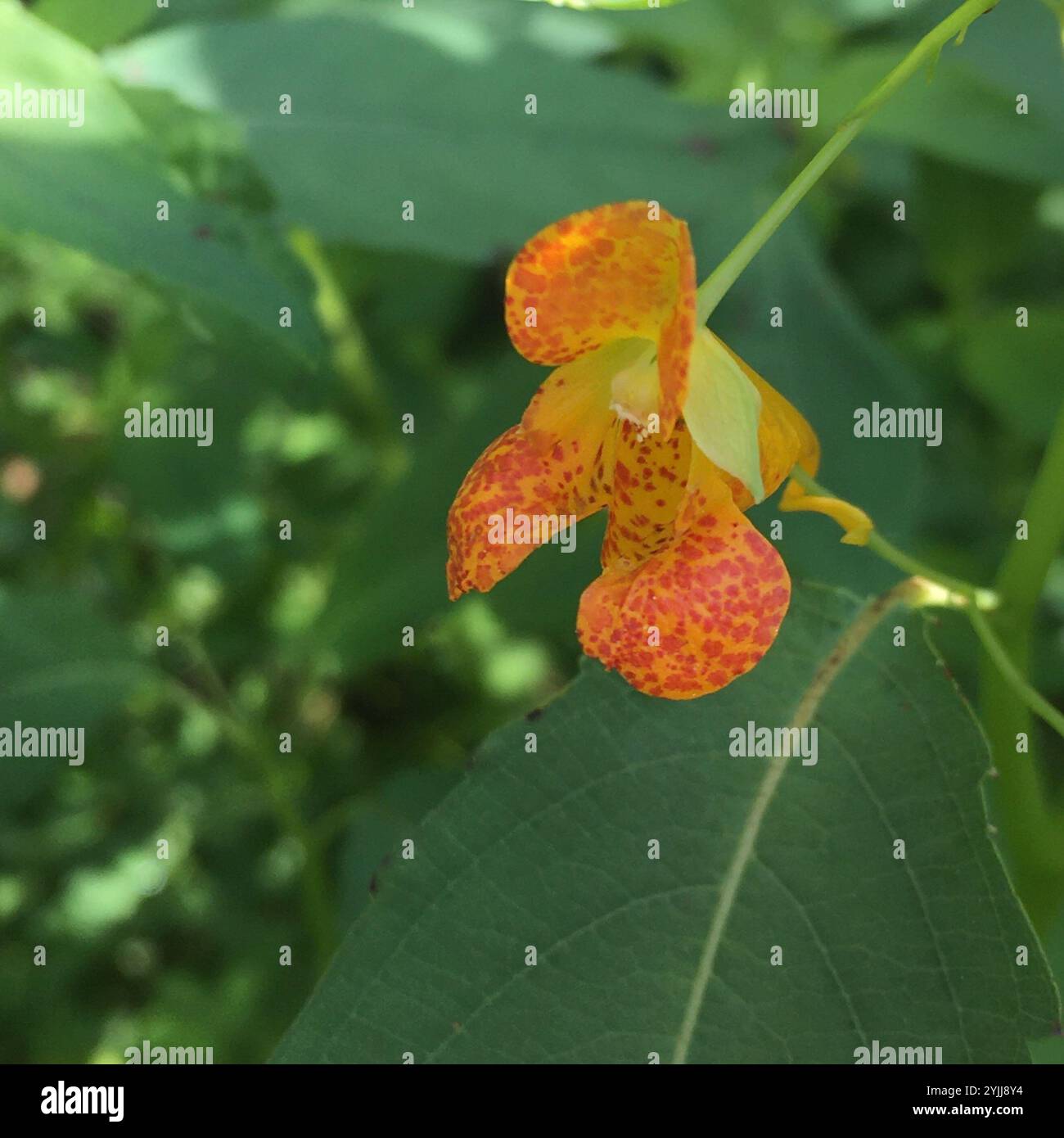 common jewelweed (Impatiens capensis Stock Photo - Alamy