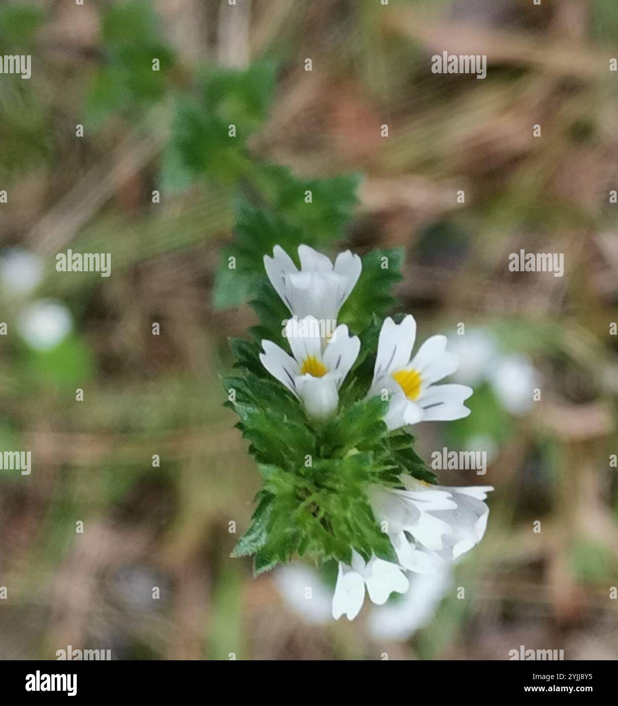 Common Eyebright (Euphrasia nemorosa Stock Photo - Alamy