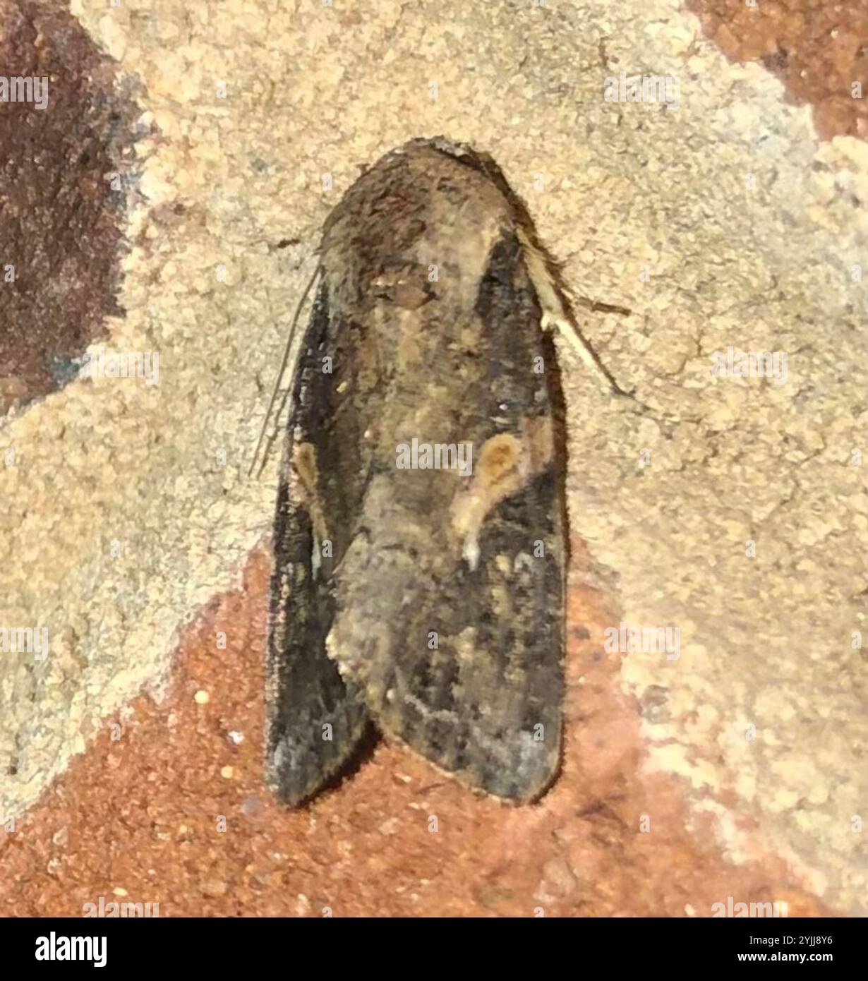 Fall Armyworm Moth (Spodoptera frugiperda Stock Photo - Alamy