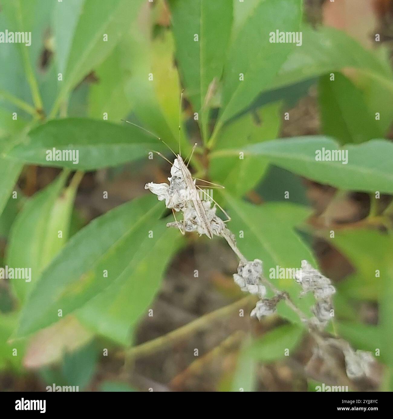 straw stiltbug (Neides tipularius Stock Photo - Alamy