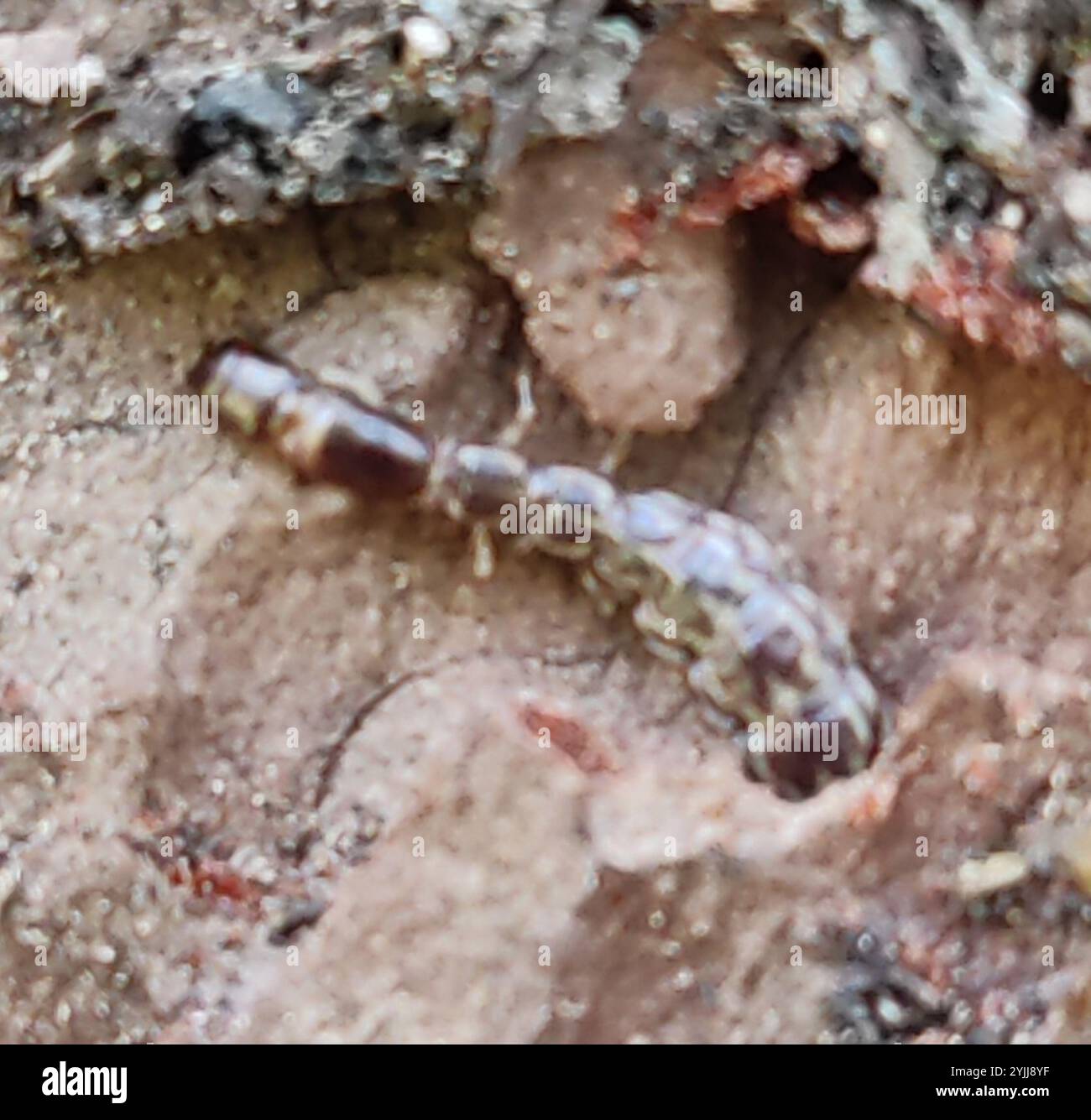 Raphidiidae hi-res stock photography and images - Alamy