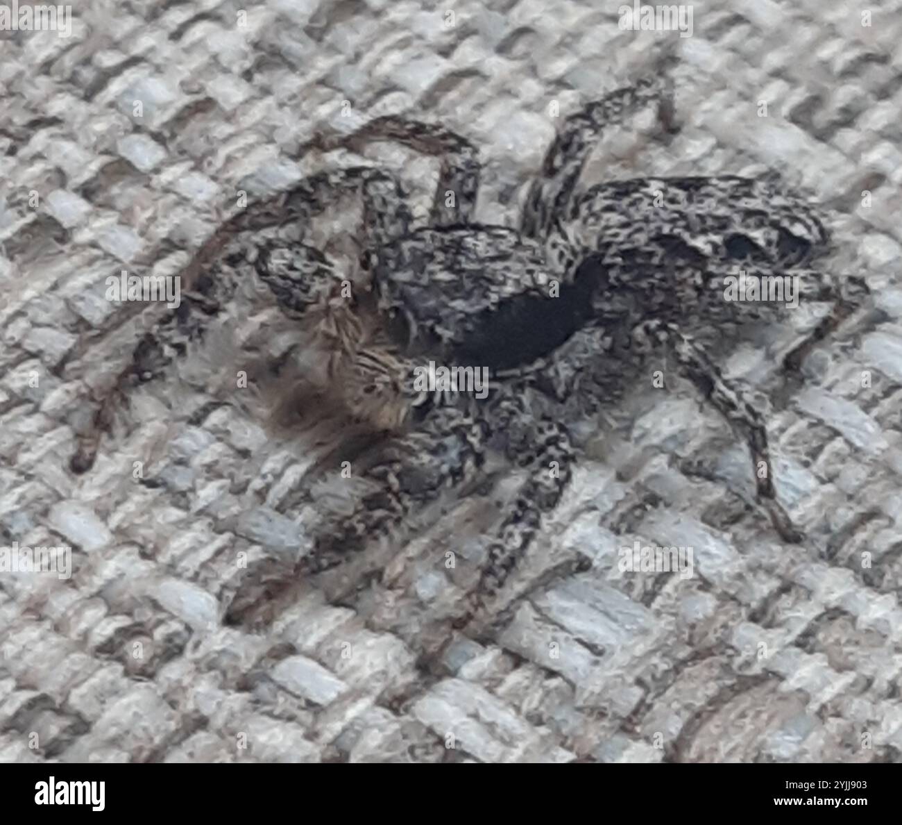 California Flattened Jumping Spider (Platycryptus californicus Stock ...