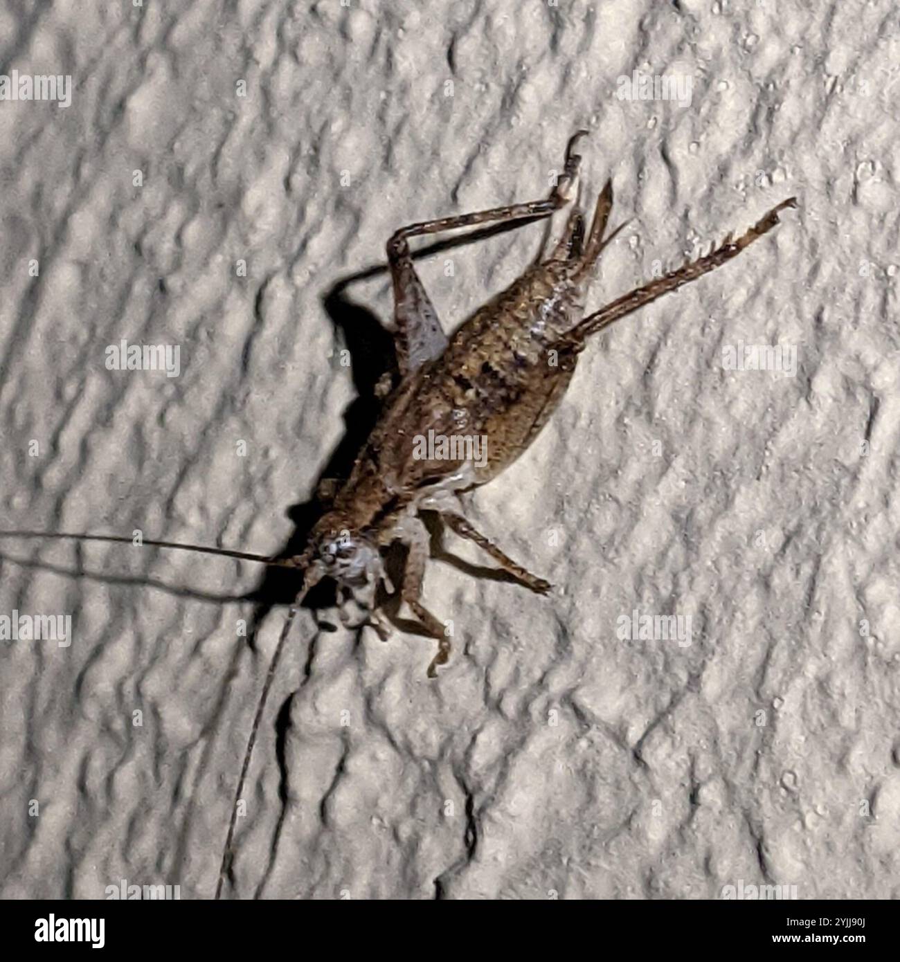 Hapithus hi-res stock photography and images - Alamy