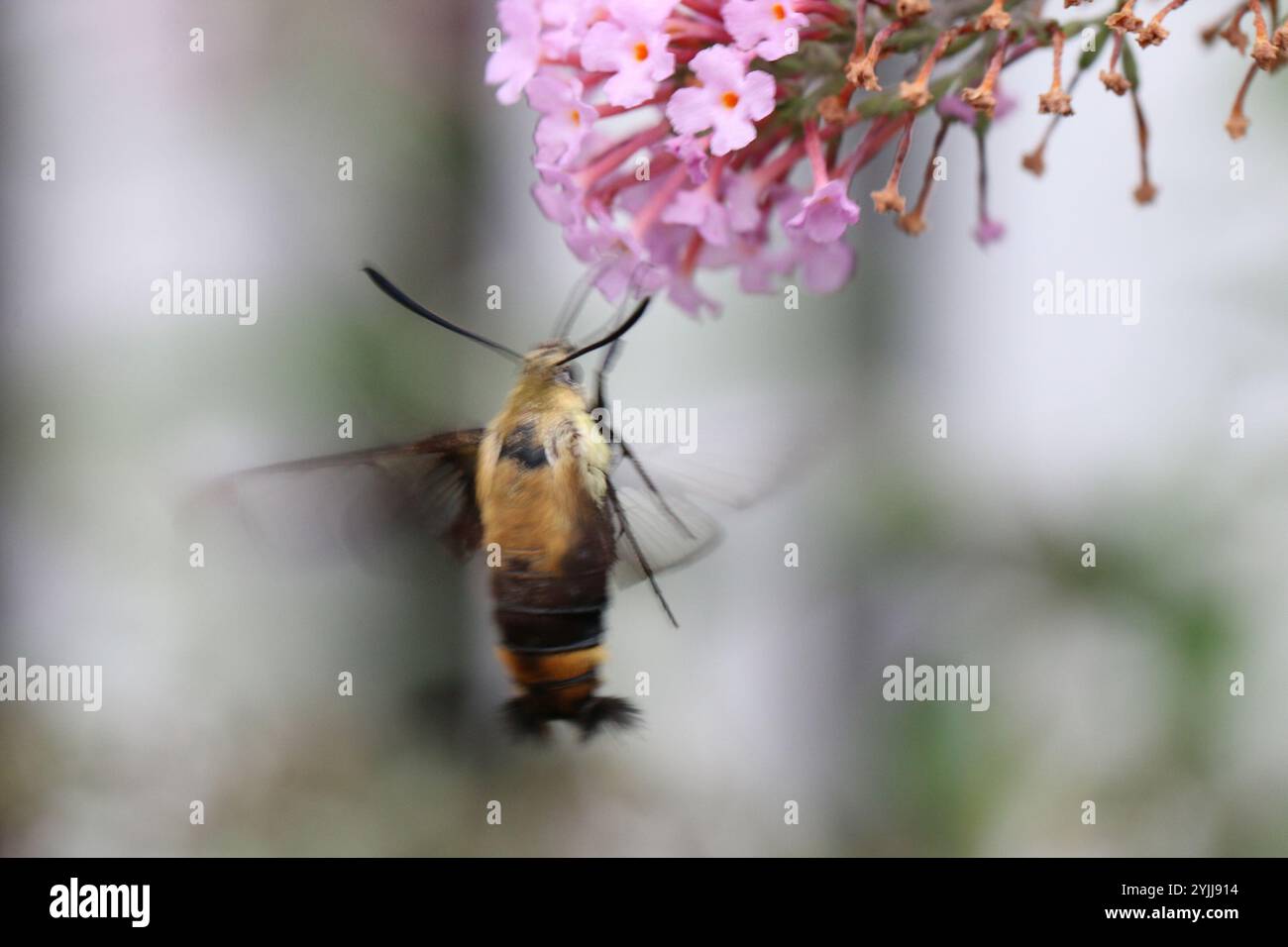Snowberry Clearwing (Hemaris diffinis Stock Photo - Alamy
