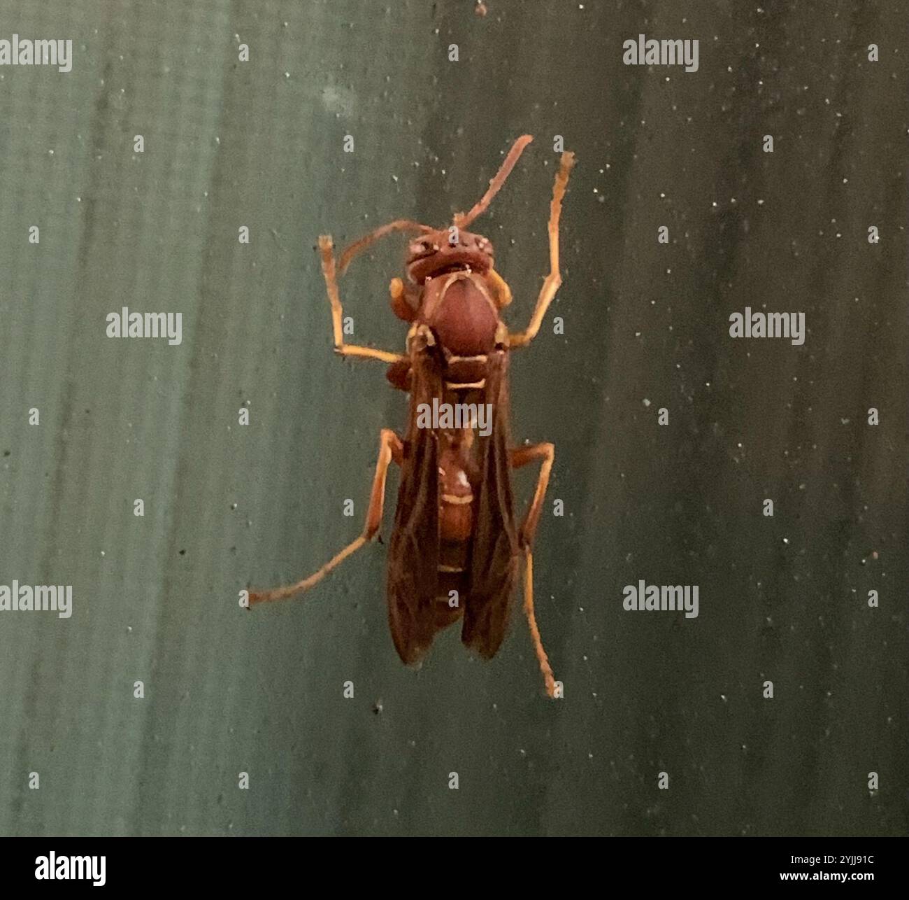 Polistes bellicosus hi-res stock photography and images - Alamy