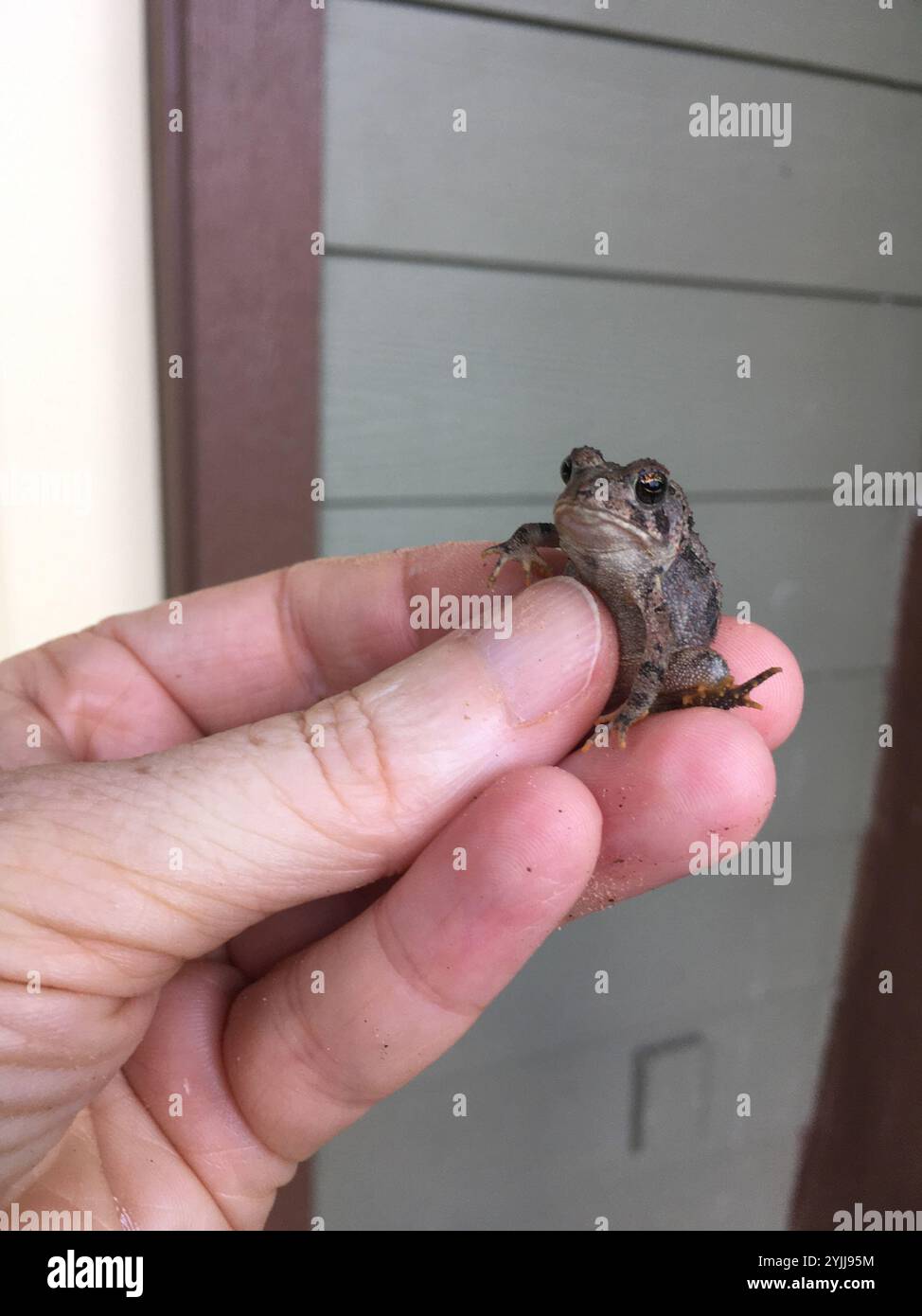 North American Toads (Anaxyrus Stock Photo - Alamy