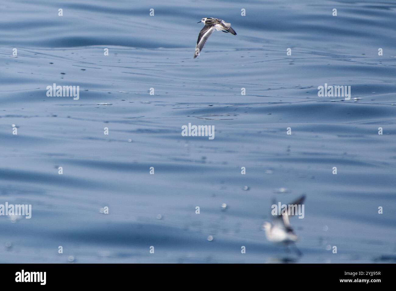 Red-necked Phalarope (Phalaropus lobatus Stock Photo - Alamy