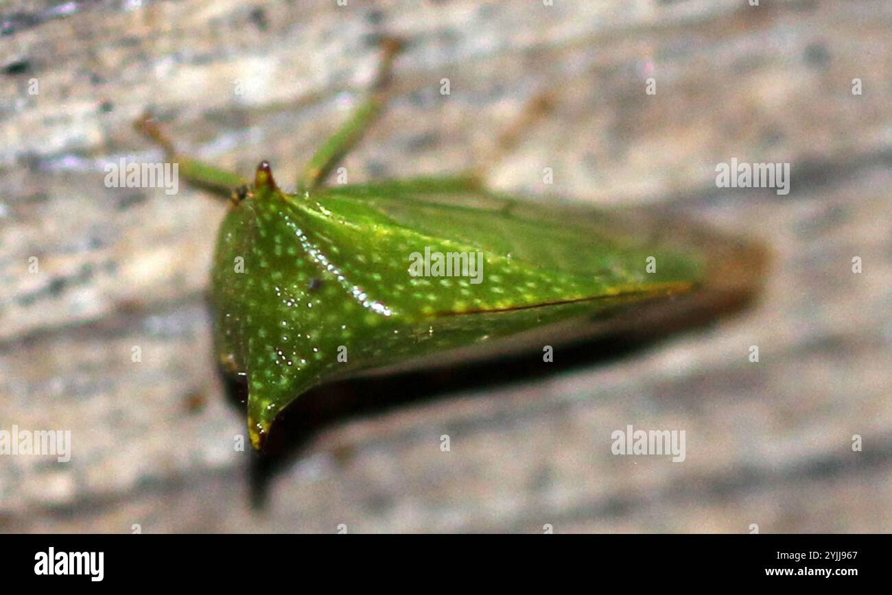Buffalo Treehoppers and allies (Ceresini Stock Photo - Alamy