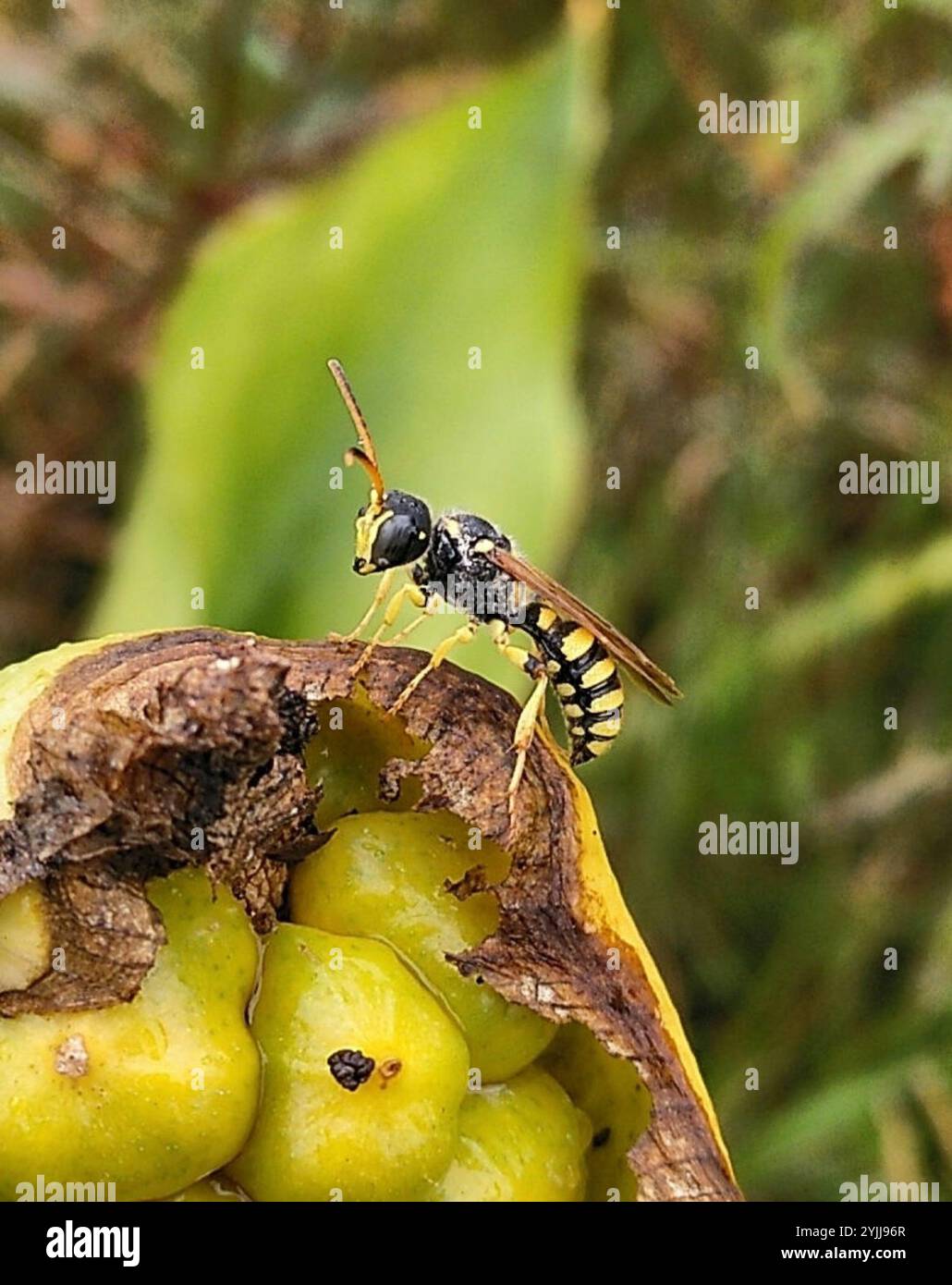 Typical Weevil Wasps and Allies (Cerceris Stock Photo - Alamy
