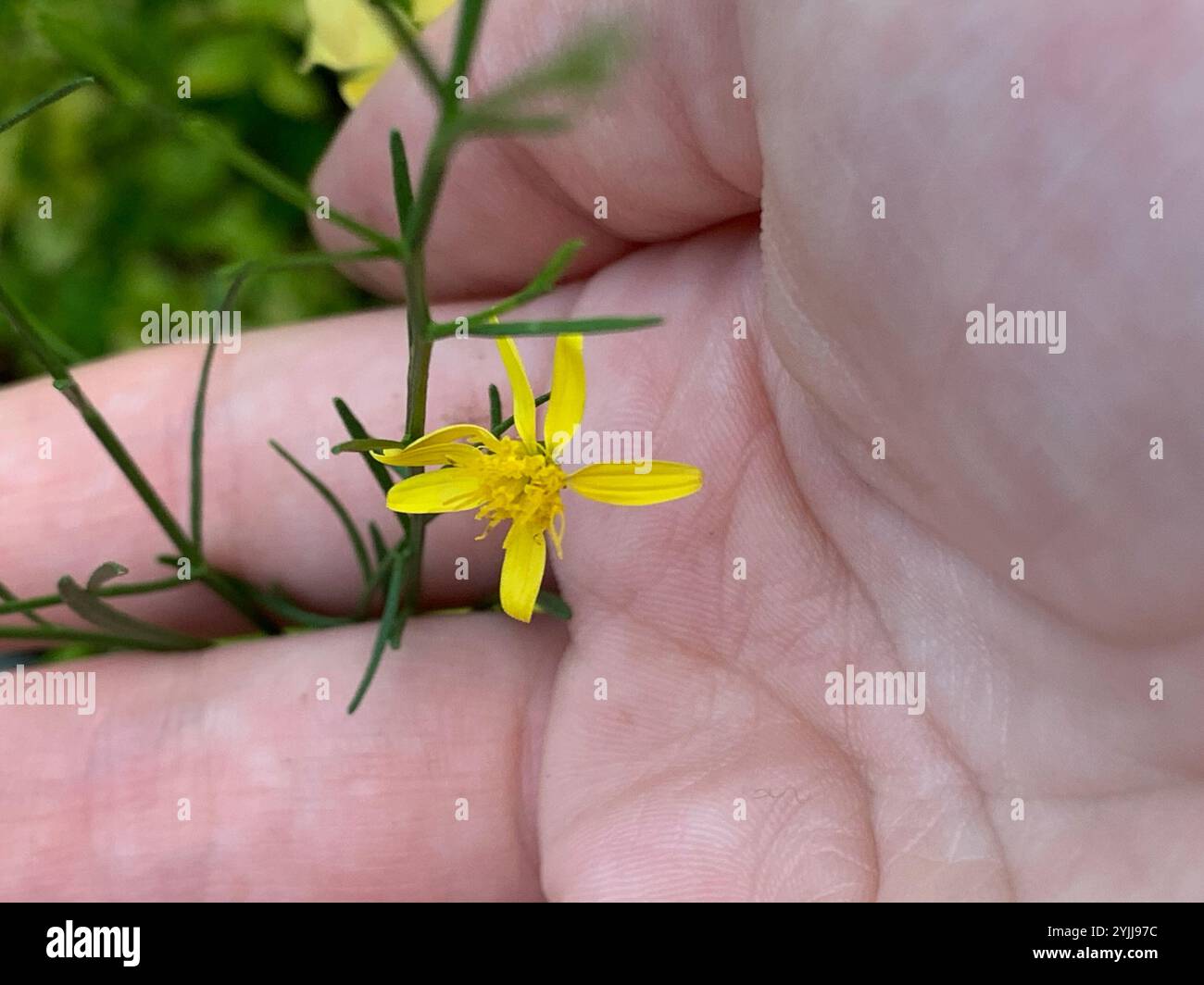 Texas Snakeweed (Gutierrezia texana Stock Photo - Alamy