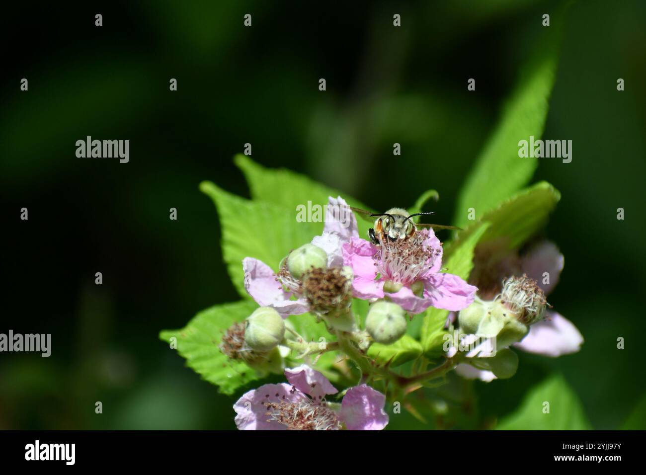 Western Leafcutter Bee (Megachile perihirta Stock Photo - Alamy