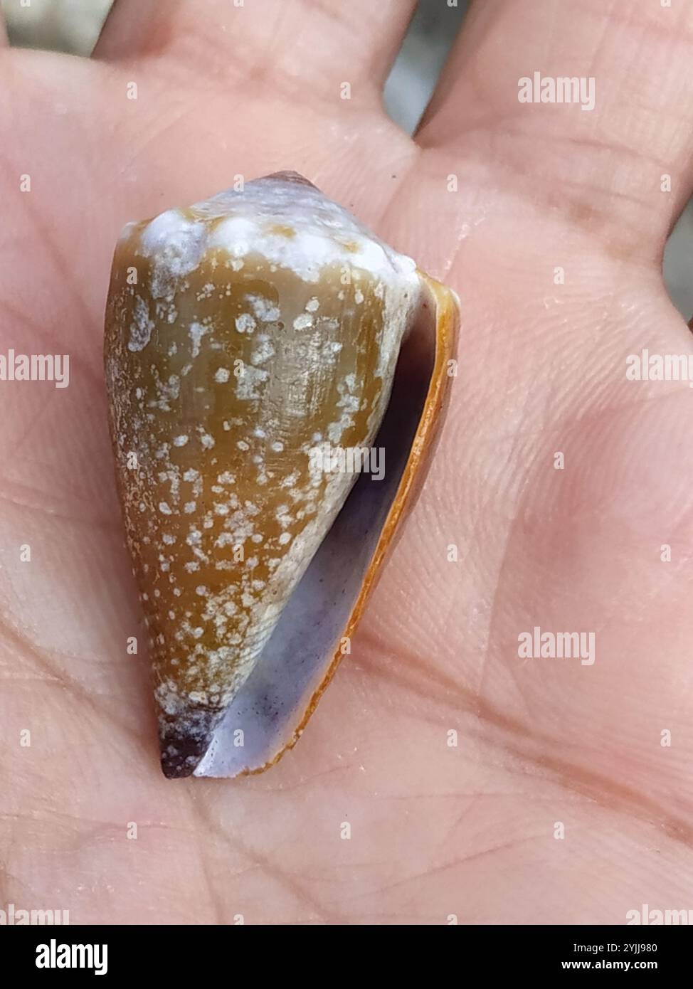 Blood-stained Cone (Conus sanguinolentus Stock Photo - Alamy
