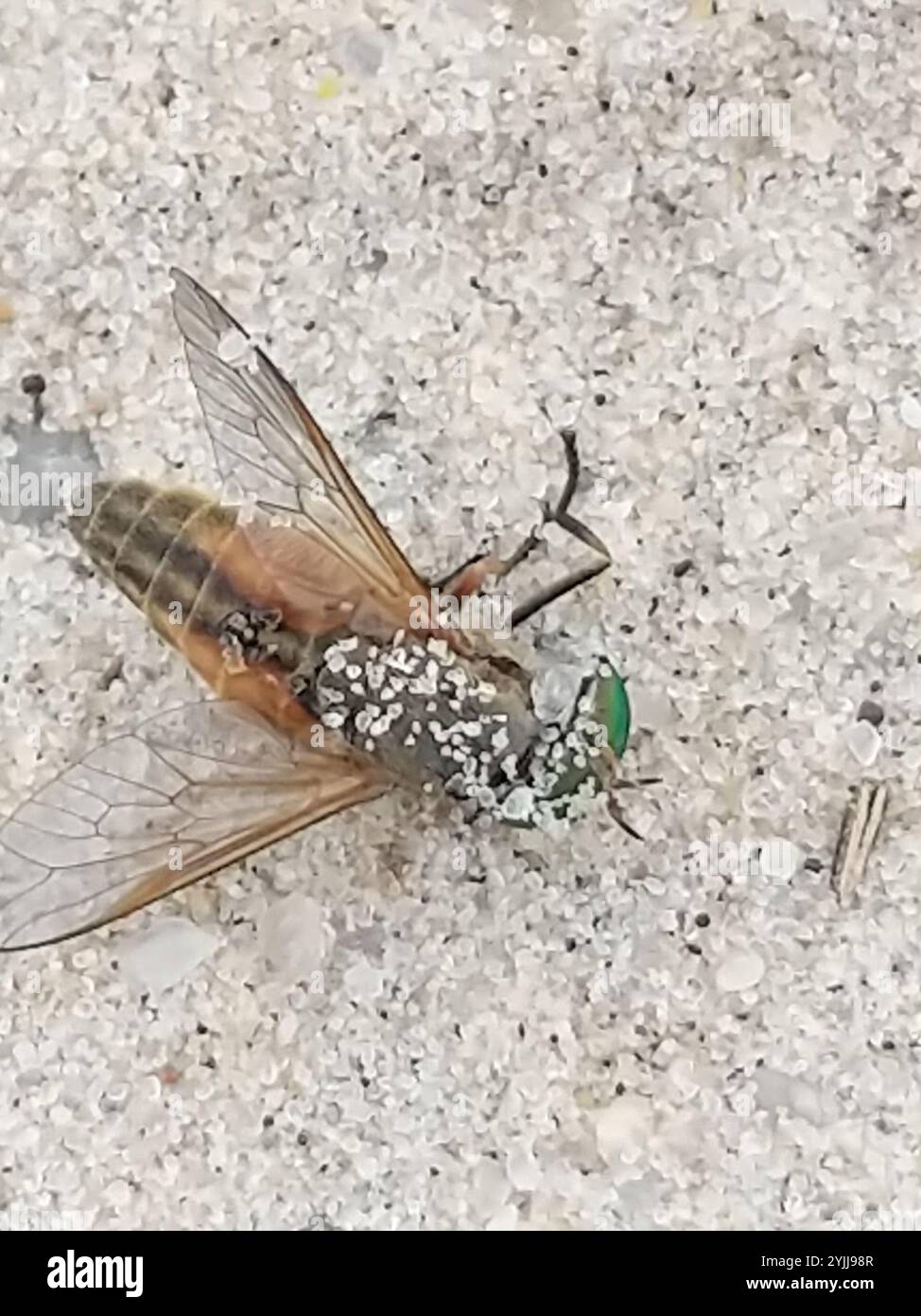Saltmarsh Greenhead Flies (Tabanus nigrovittatus Stock Photo - Alamy