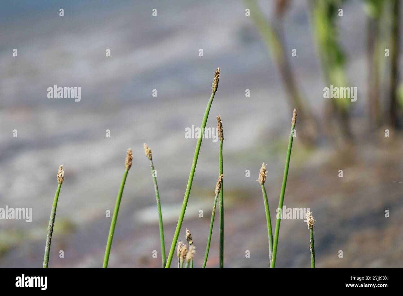 common spikerush (Eleocharis palustris Stock Photo - Alamy