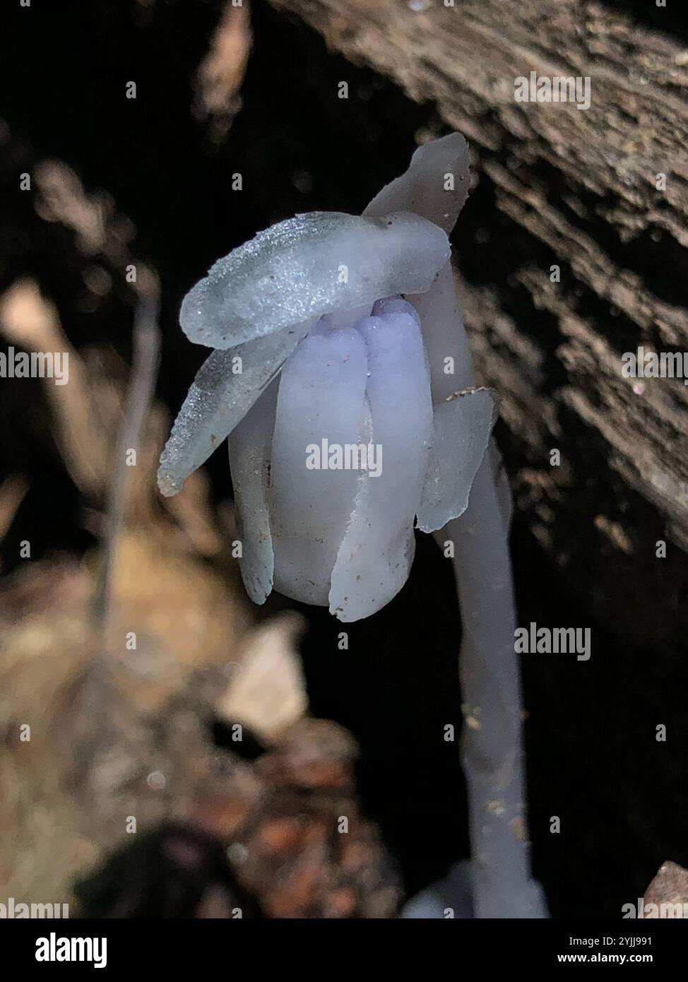 Ghost Pipe (Monotropa uniflora Stock Photo - Alamy