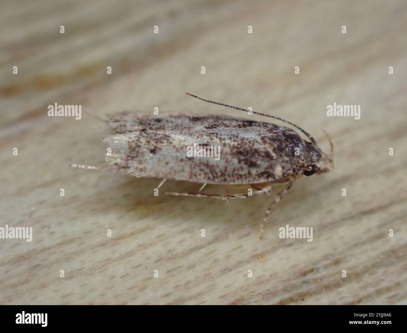 Brown House Moth (Hofmannophila pseudospretella Stock Photo - Alamy