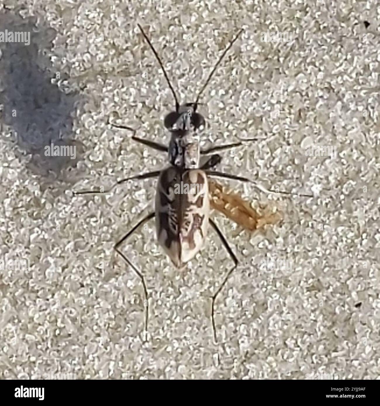 Coastal Tiger Beetle (Ellipsoptera hamata Stock Photo - Alamy