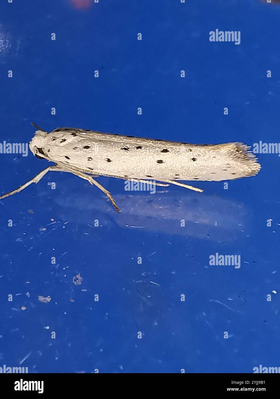 Small Ermine Moths (Yponomeuta Stock Photo - Alamy