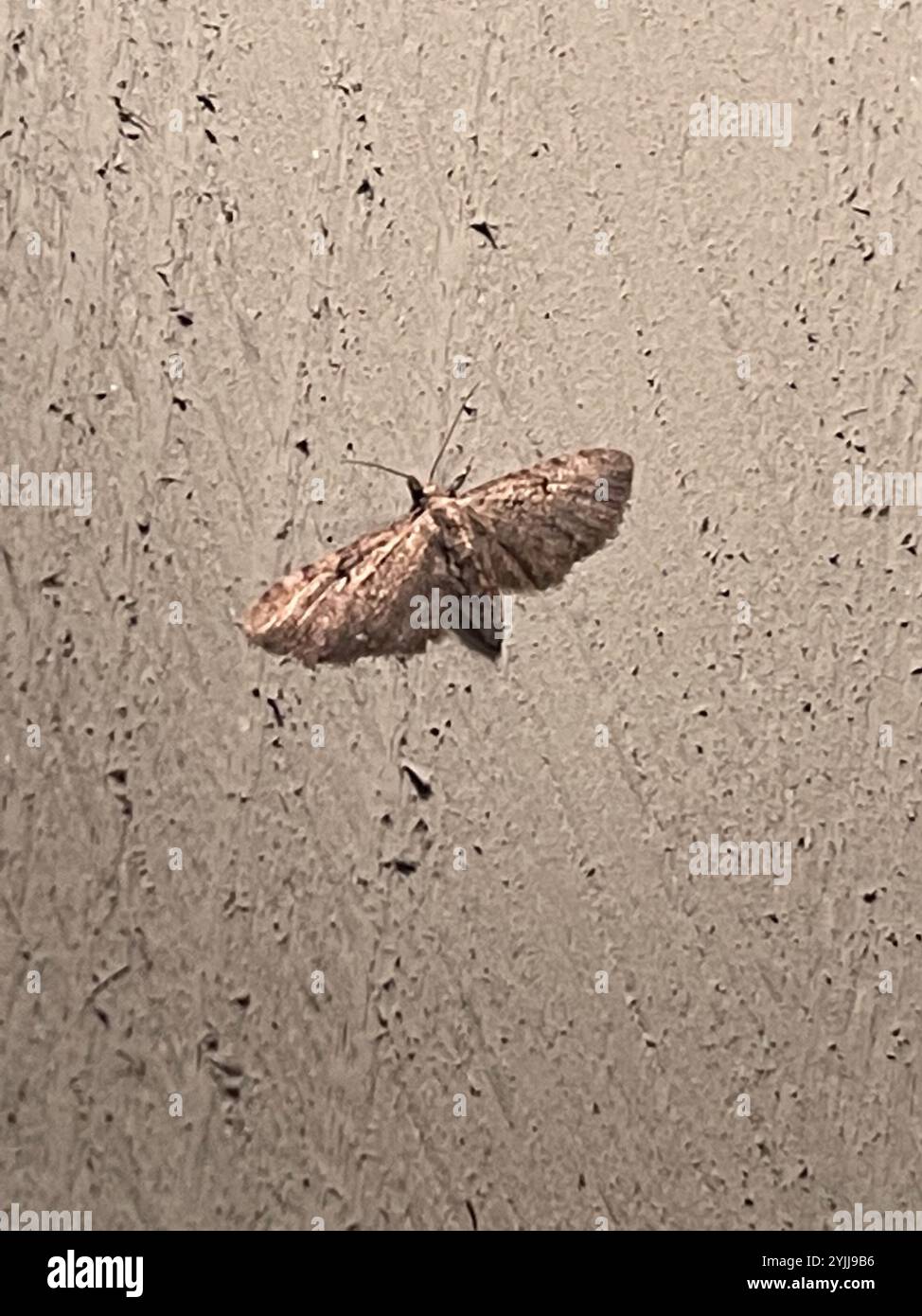 Common Eupithecia Moth (Eupithecia miserulata Stock Photo - Alamy
