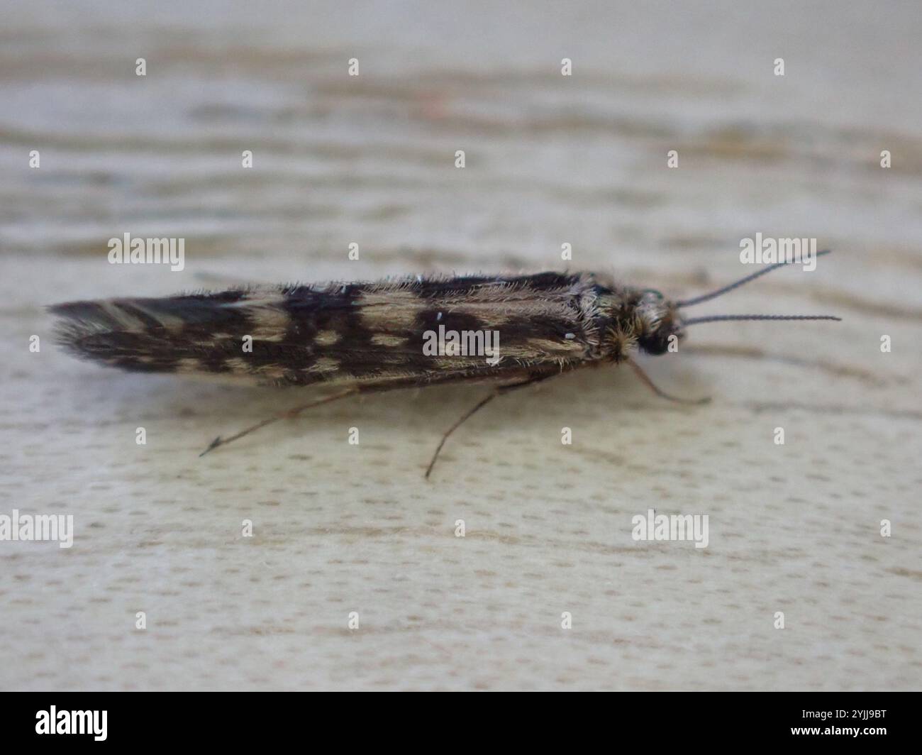 Salt and Pepper Microcaddisfly (Agraylea multipunctata Stock Photo - Alamy
